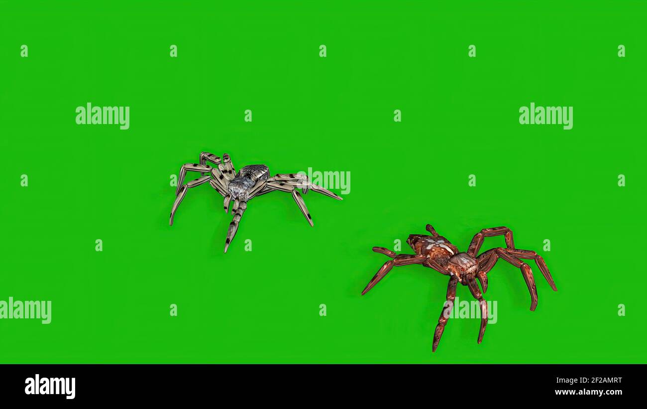 3D illustration - two spiders on green screen creepy crawling Stock ...