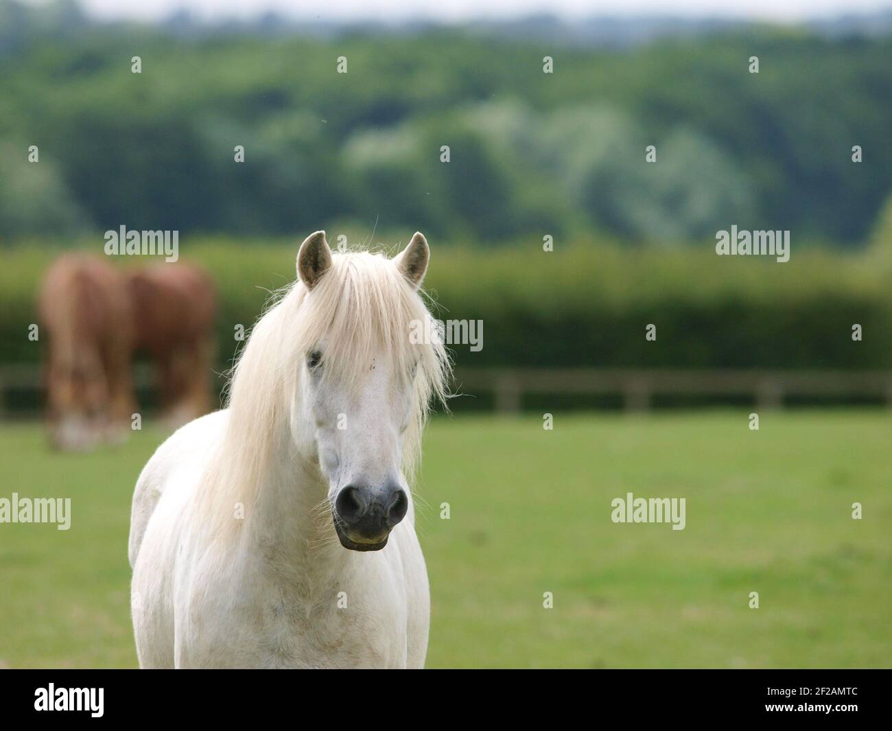 An older grey pony stands in a summer paddock Stock Photo - Alamy