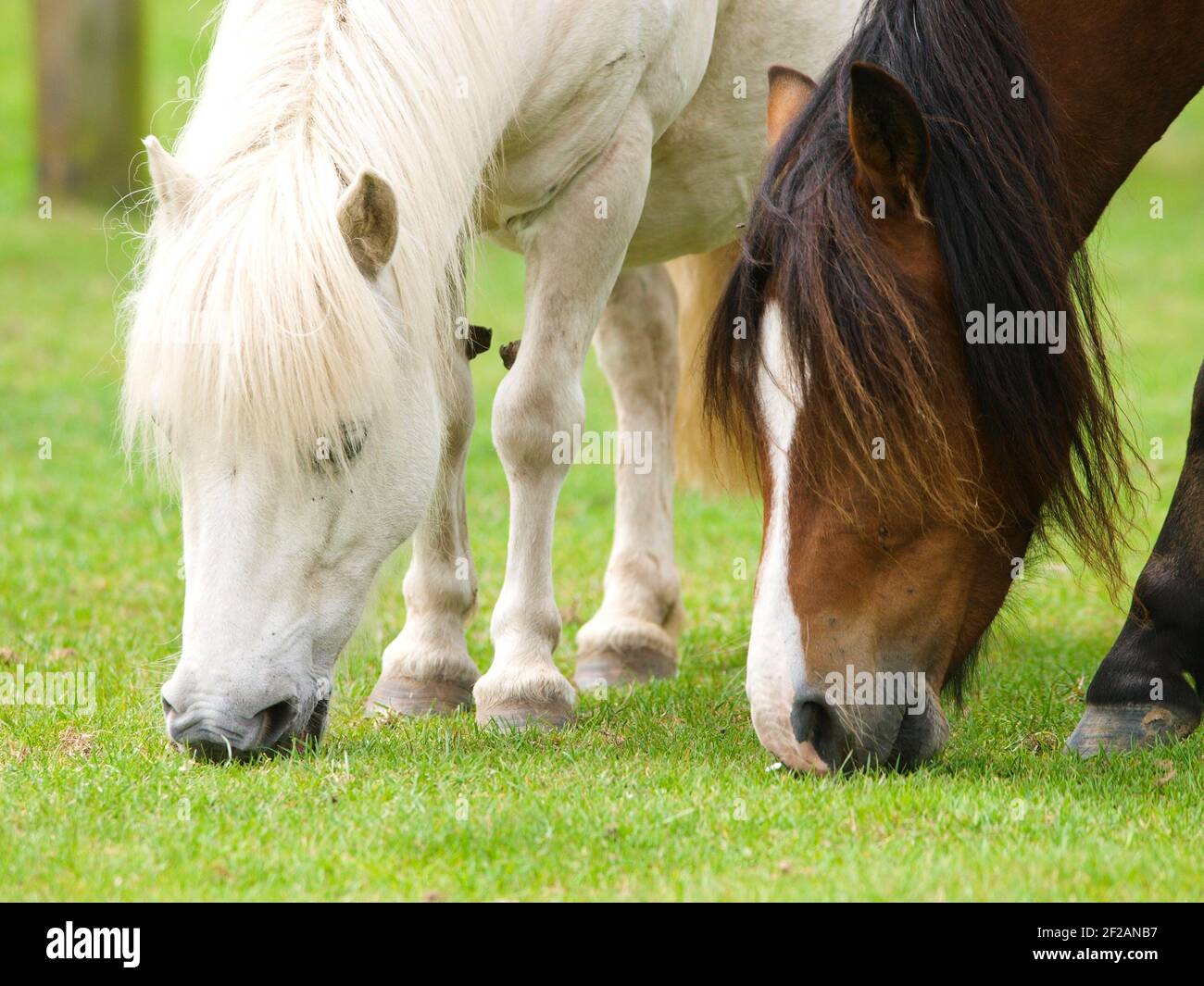 A close up of two horses grazing close together on short Summer grass ...
