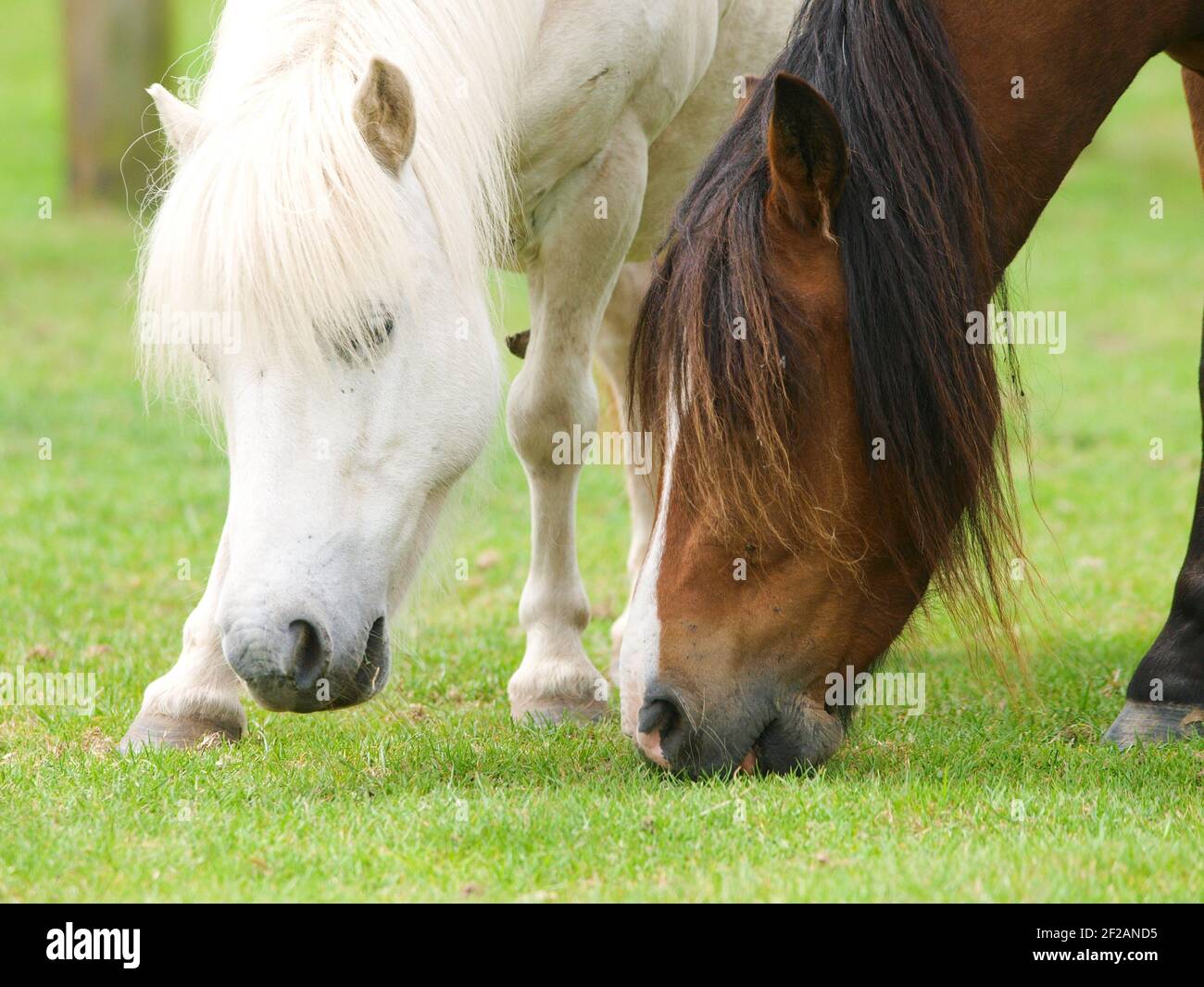 Two horses together hi-res stock photography and images - Alamy