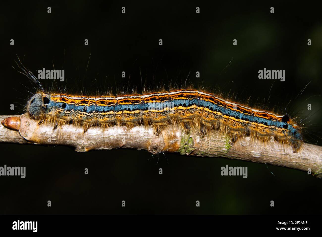 Caterpillar lackey moth hi-res stock photography and images - Alamy