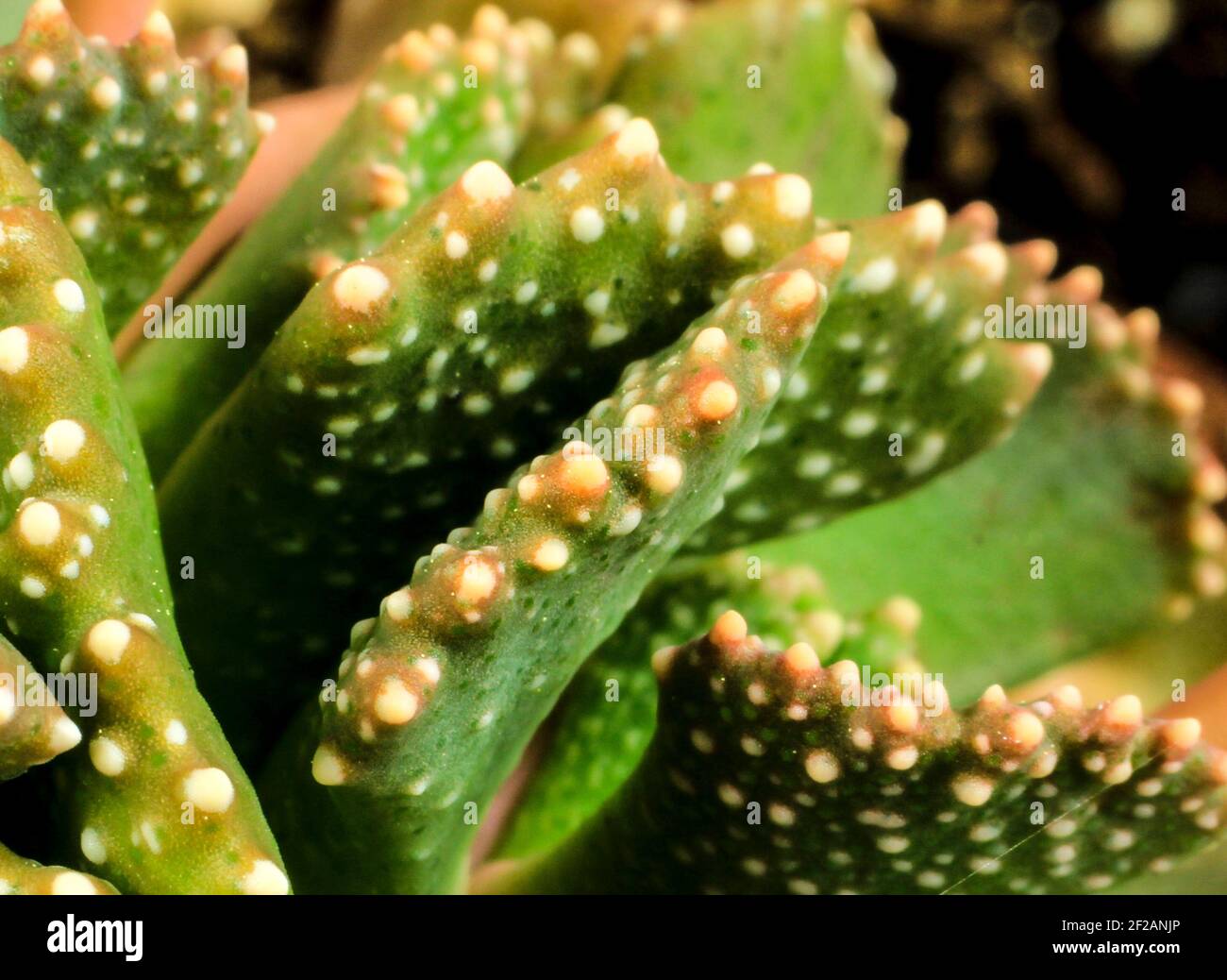 Macro photo of Aloinopsis Malherbei succulent plant pot in the garden ...