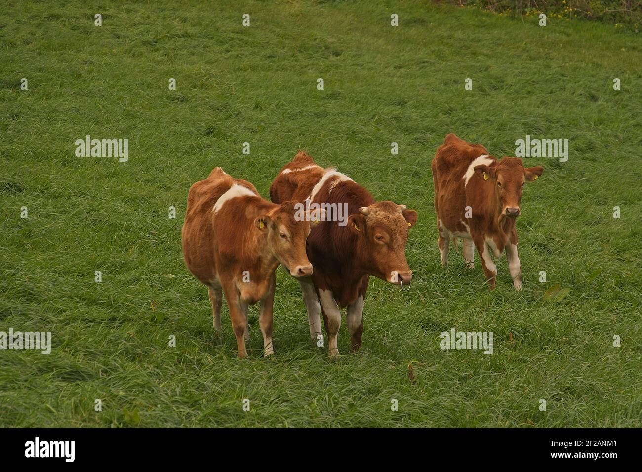 Guernsey bull hi-res stock photography and images - Alamy