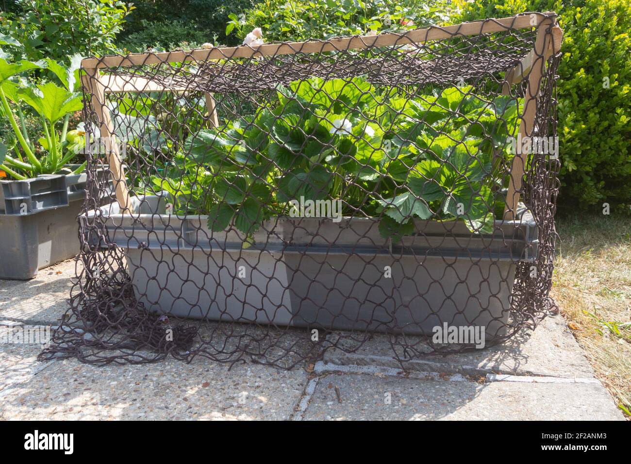 Strawberry plants in a vegetable garden with a net as protection ...