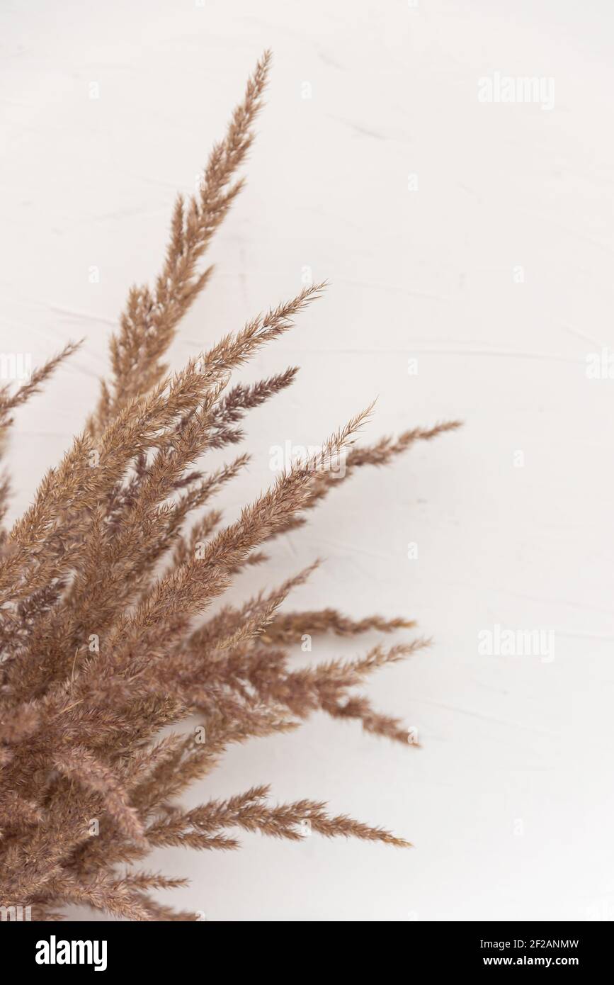 Reeds bouquet hi-res stock photography and images - Alamy