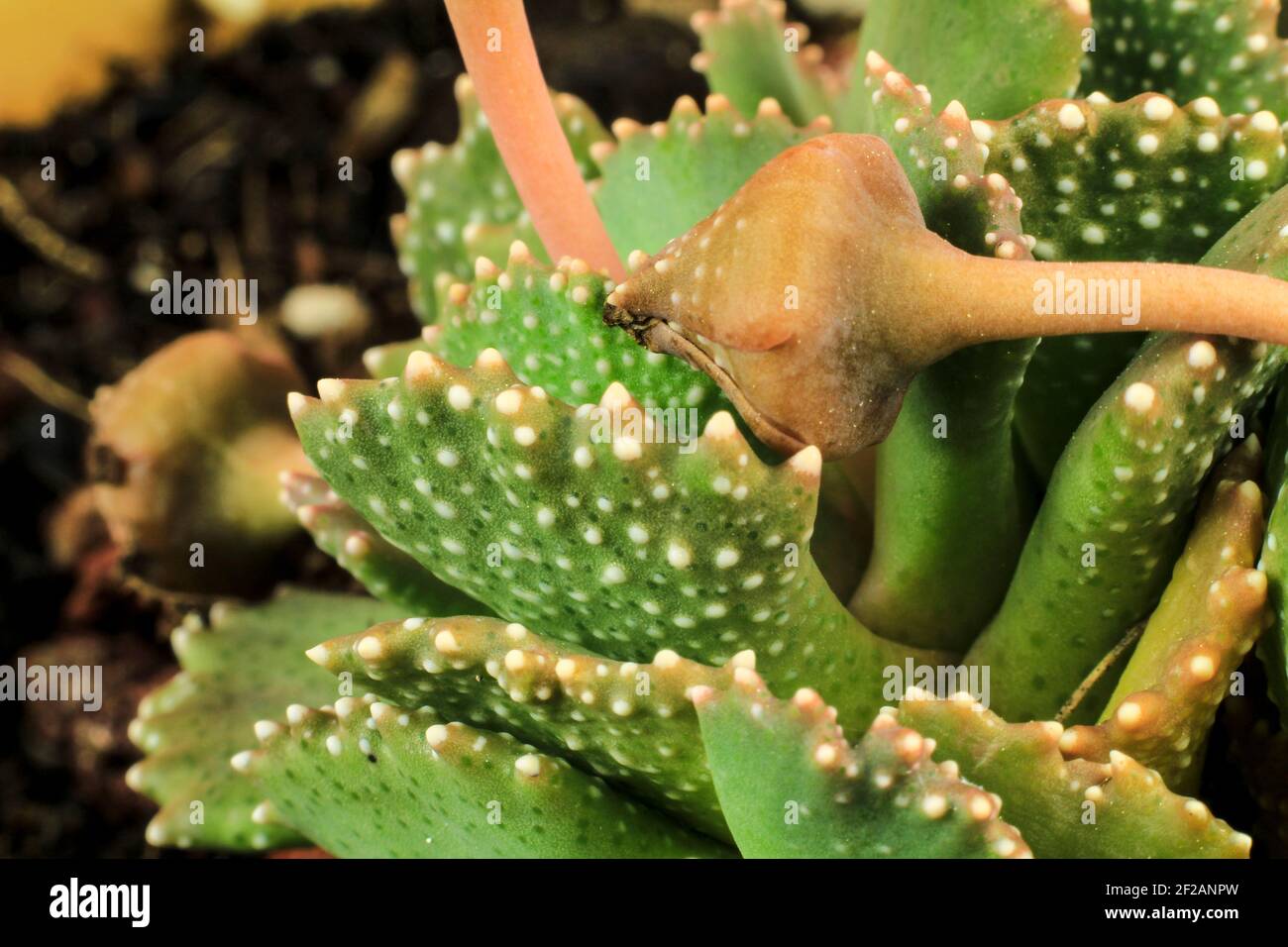 Macro photo of Aloinopsis Malherbei succulent plant pot in the garden ...