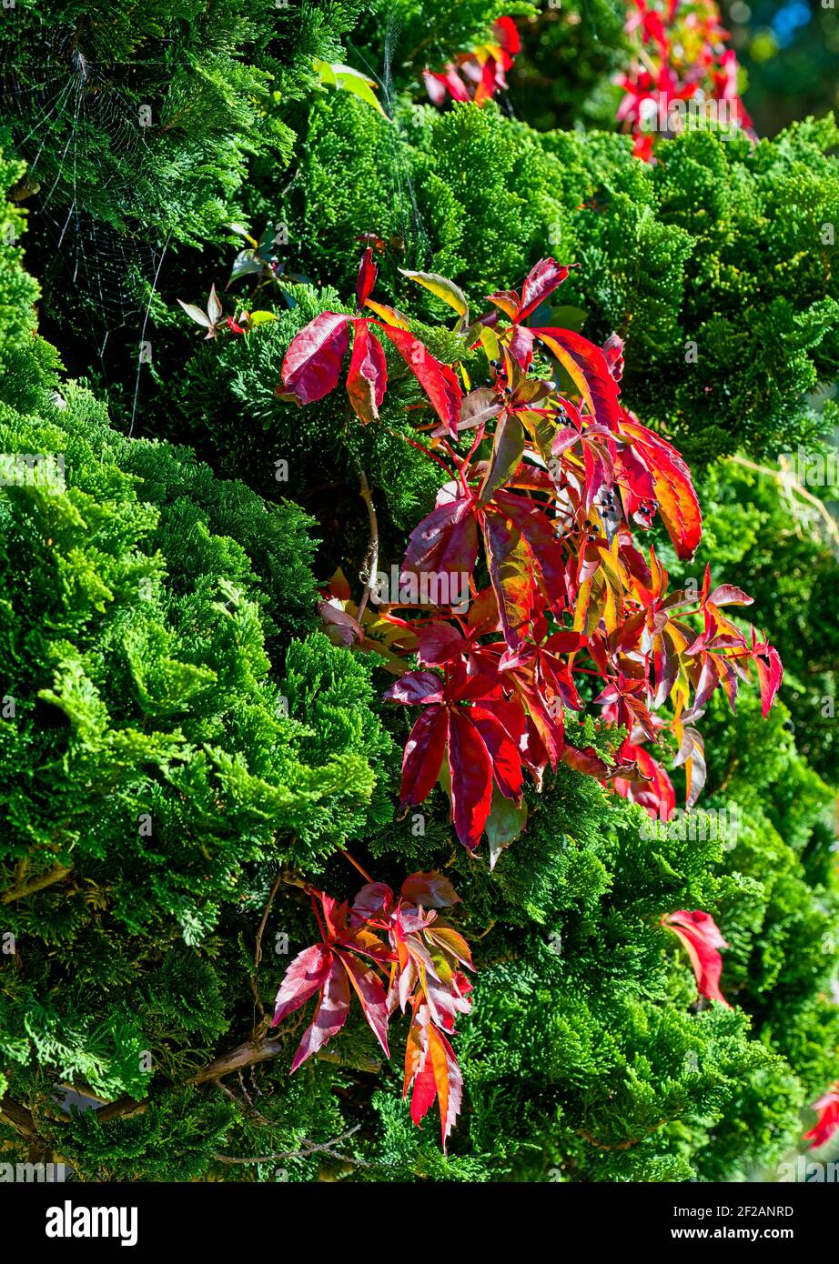 Red virginia creaper hi-res stock photography and images - Alamy