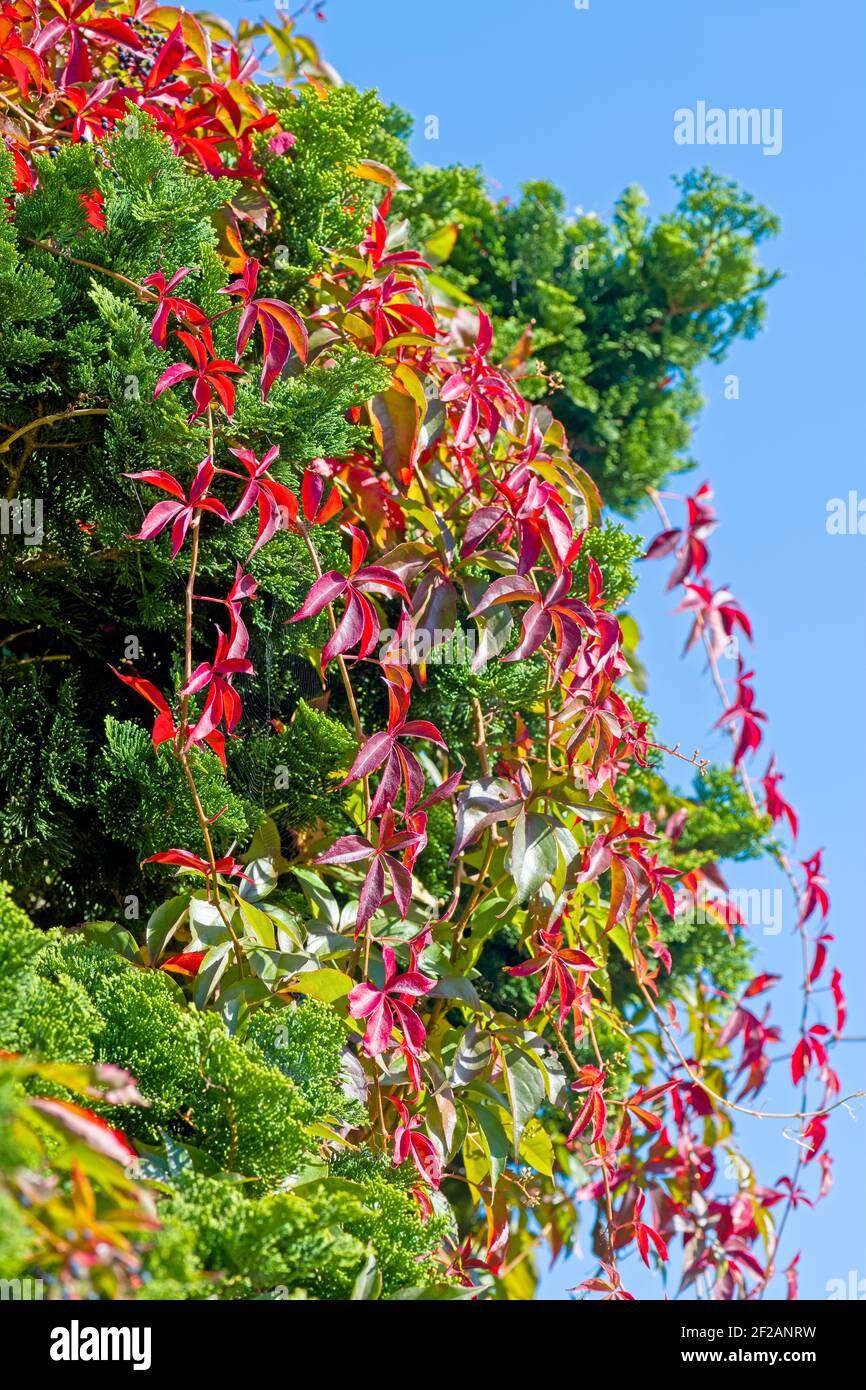 Red virginia creaper hi-res stock photography and images - Alamy