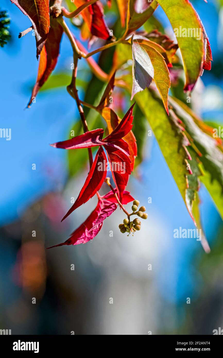Red virginia creaper hi-res stock photography and images - Alamy