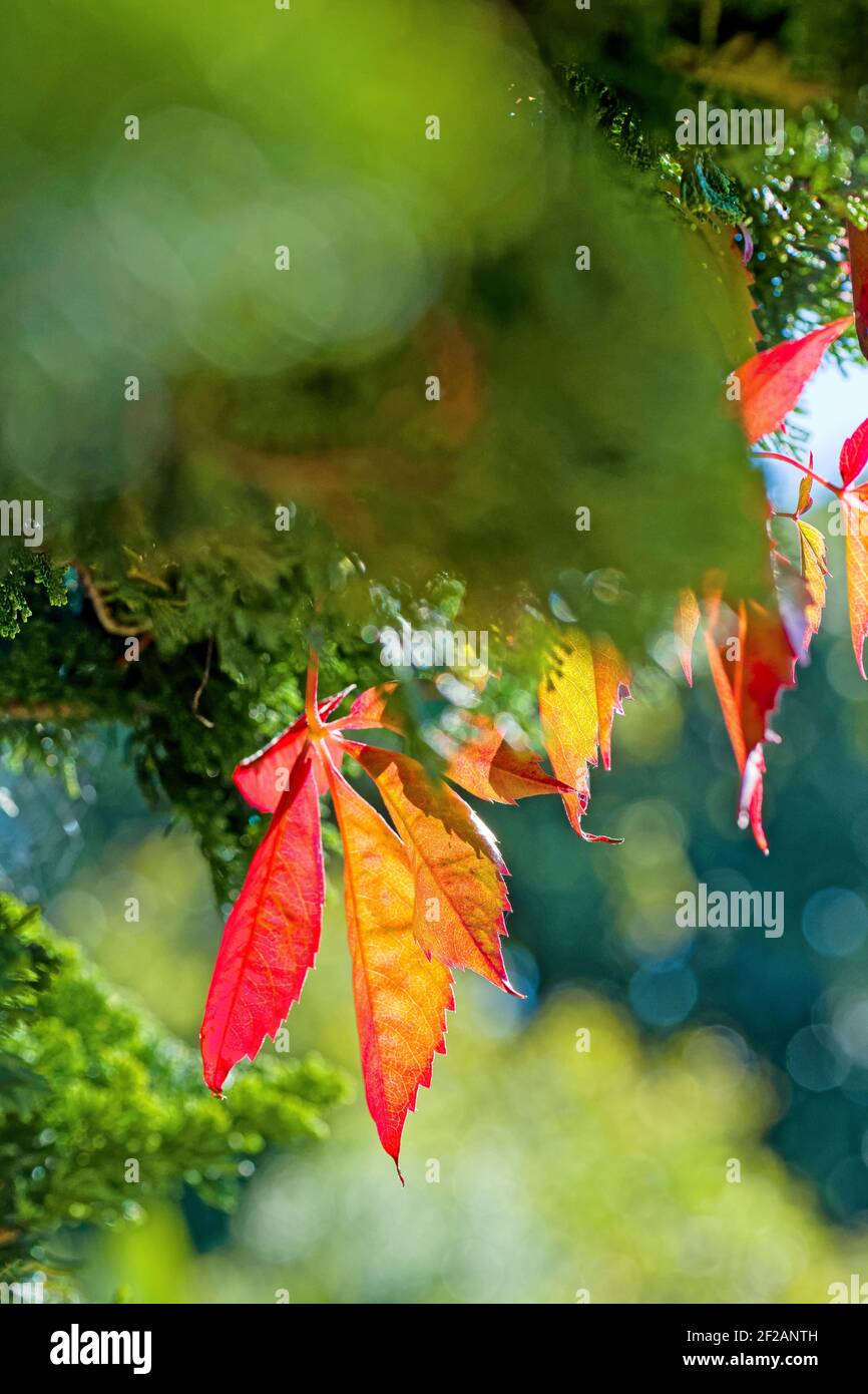 Red virginia creaper hi-res stock photography and images - Alamy