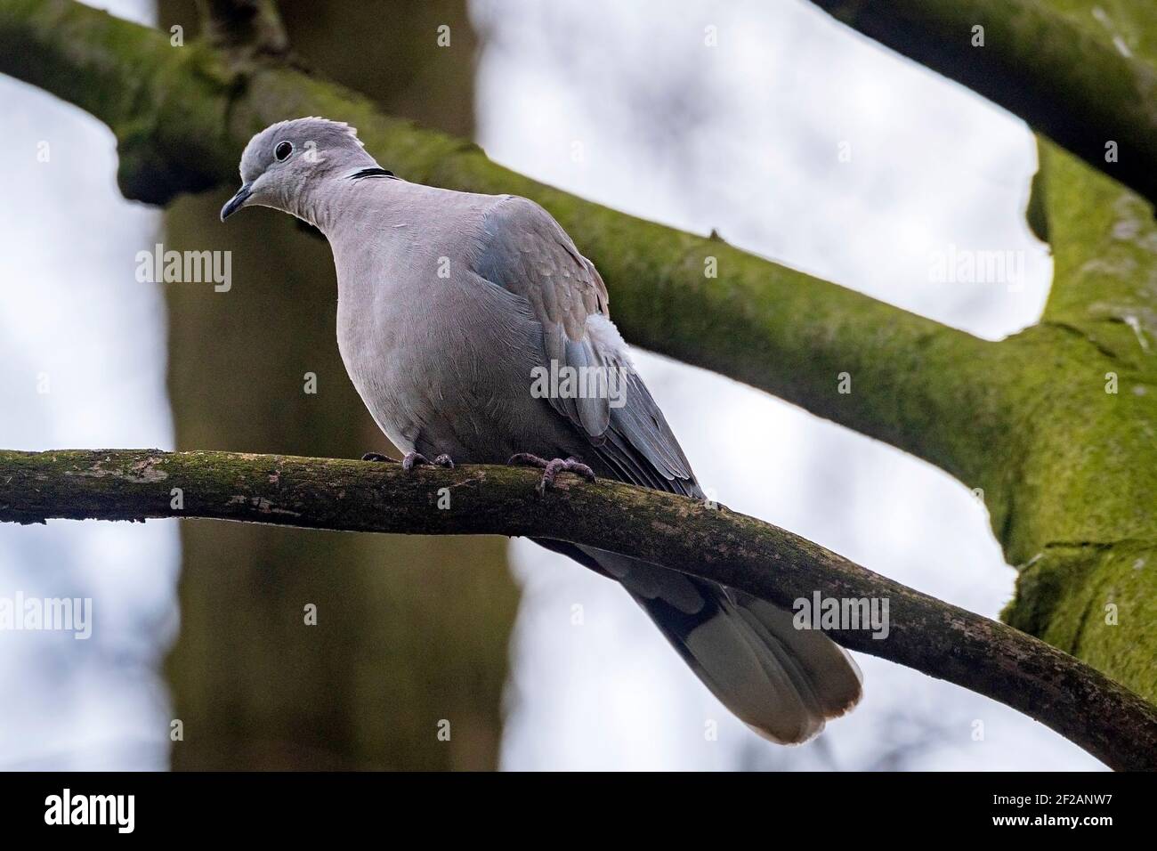 Collared dove in a tree Stock Photo - Alamy
