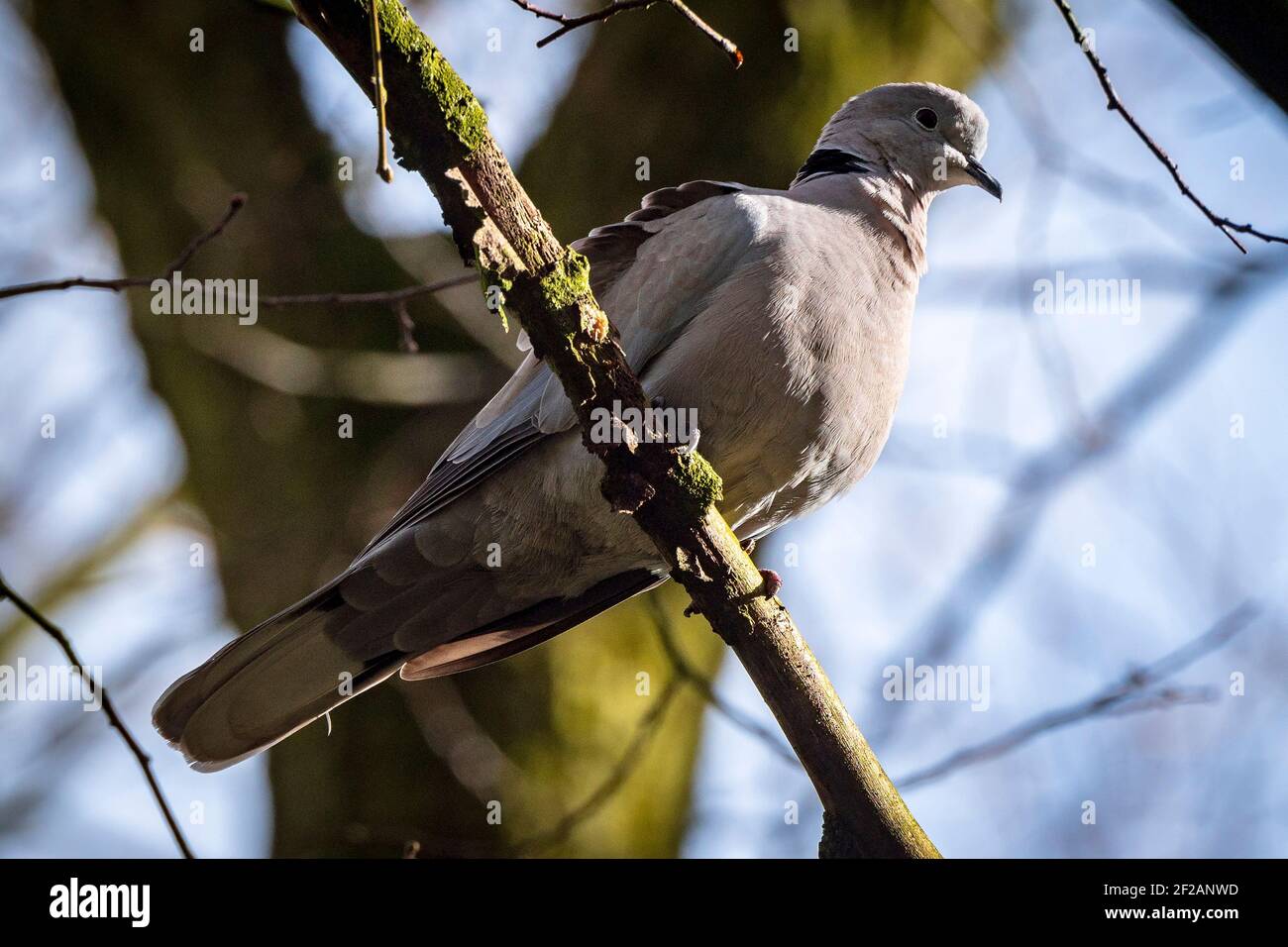 Collared dove in a tree Stock Photo - Alamy