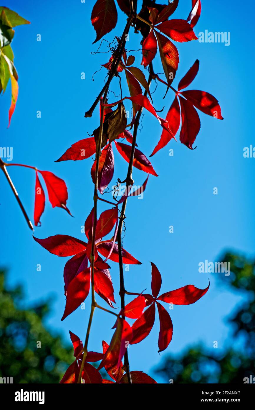 Red virginia creaper hi-res stock photography and images - Alamy