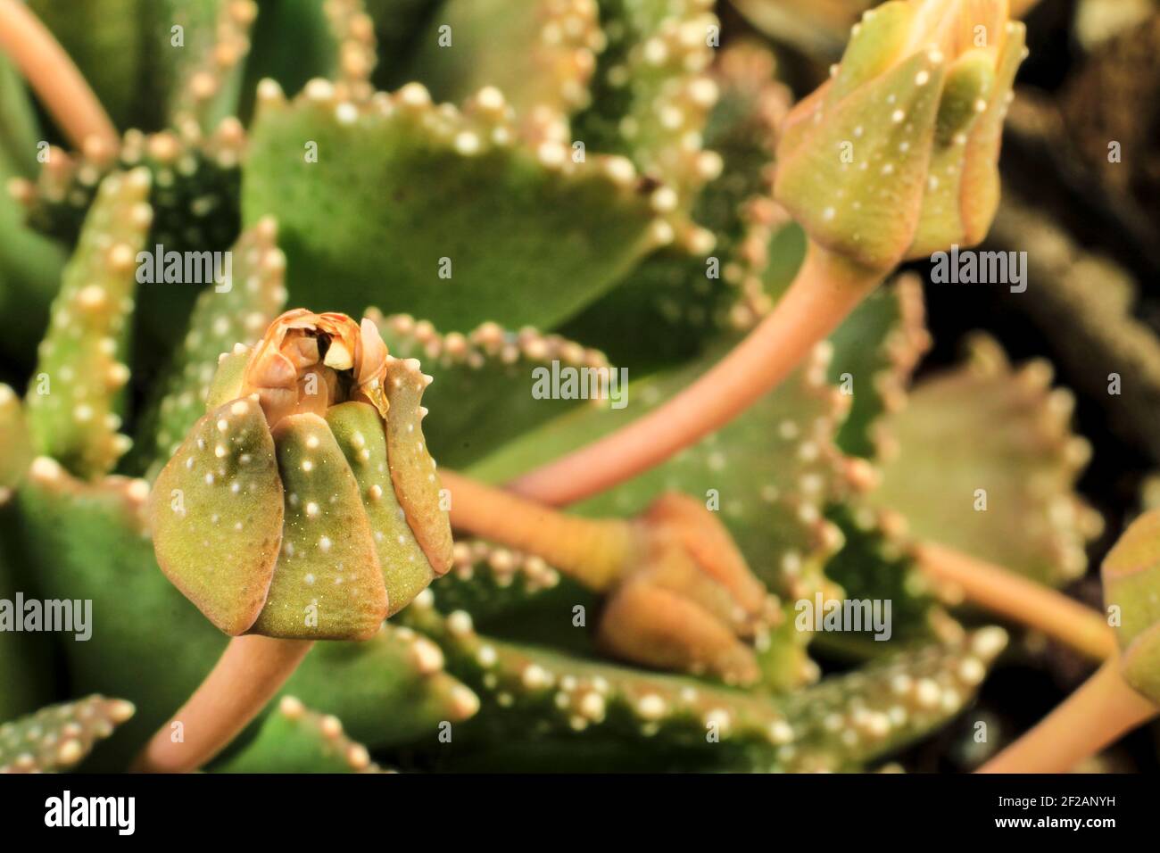 Macro photo of Aloinopsis Malherbei succulent plant pot in the garden ...