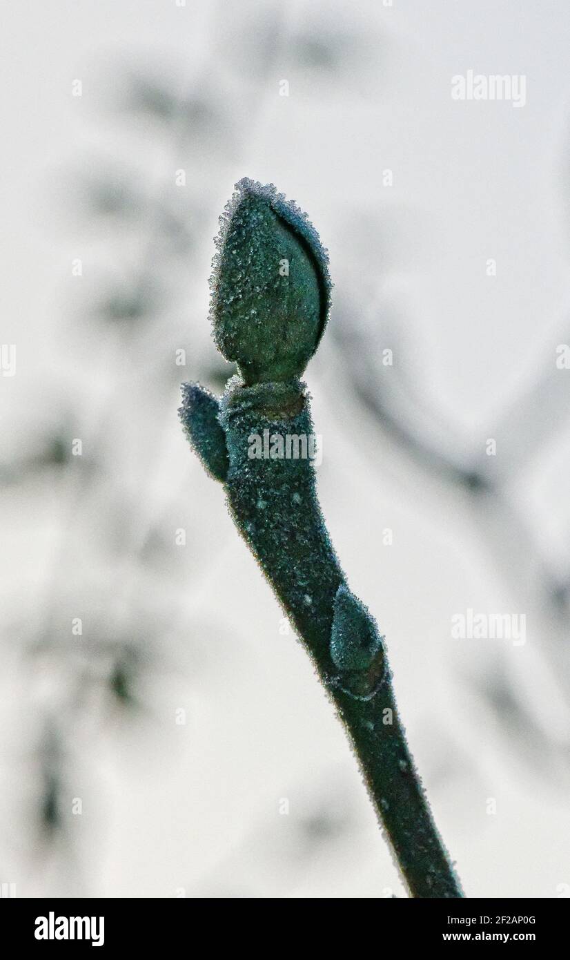 New flower shoot hi-res stock photography and images - Alamy