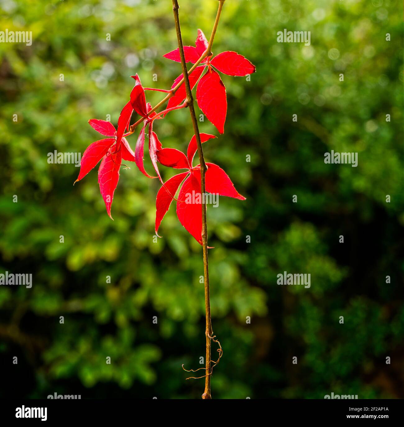 Red virginia creaper hi-res stock photography and images - Alamy