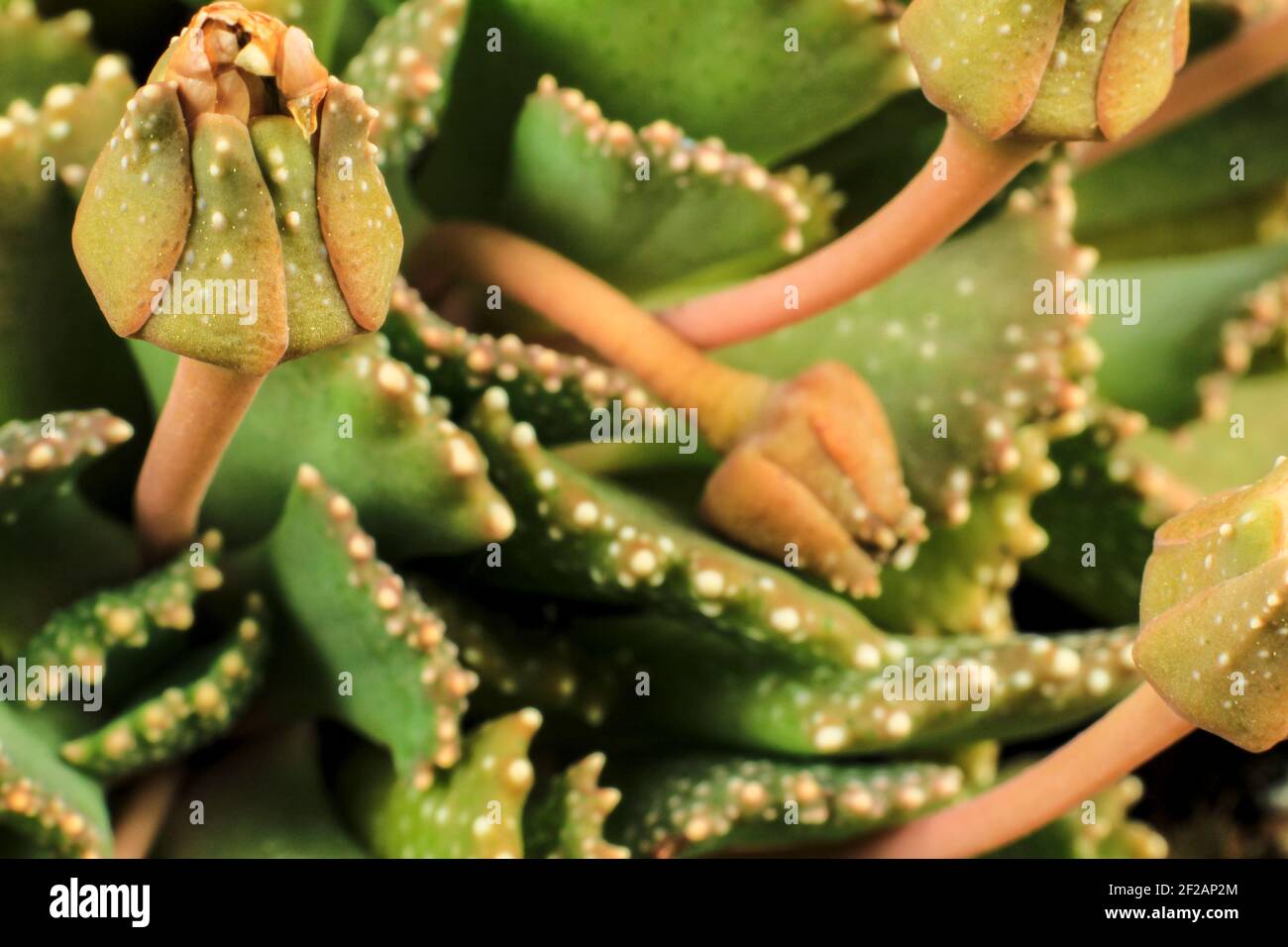 Macro photo of Aloinopsis Malherbei succulent plant pot in the garden ...