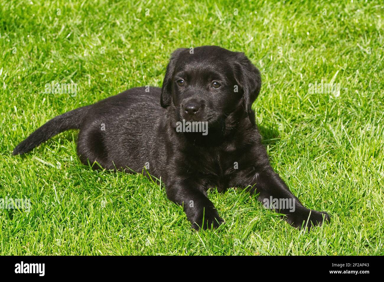 Portrait of a 10 week old black Labrador puppy laying on a lawn Stock ...