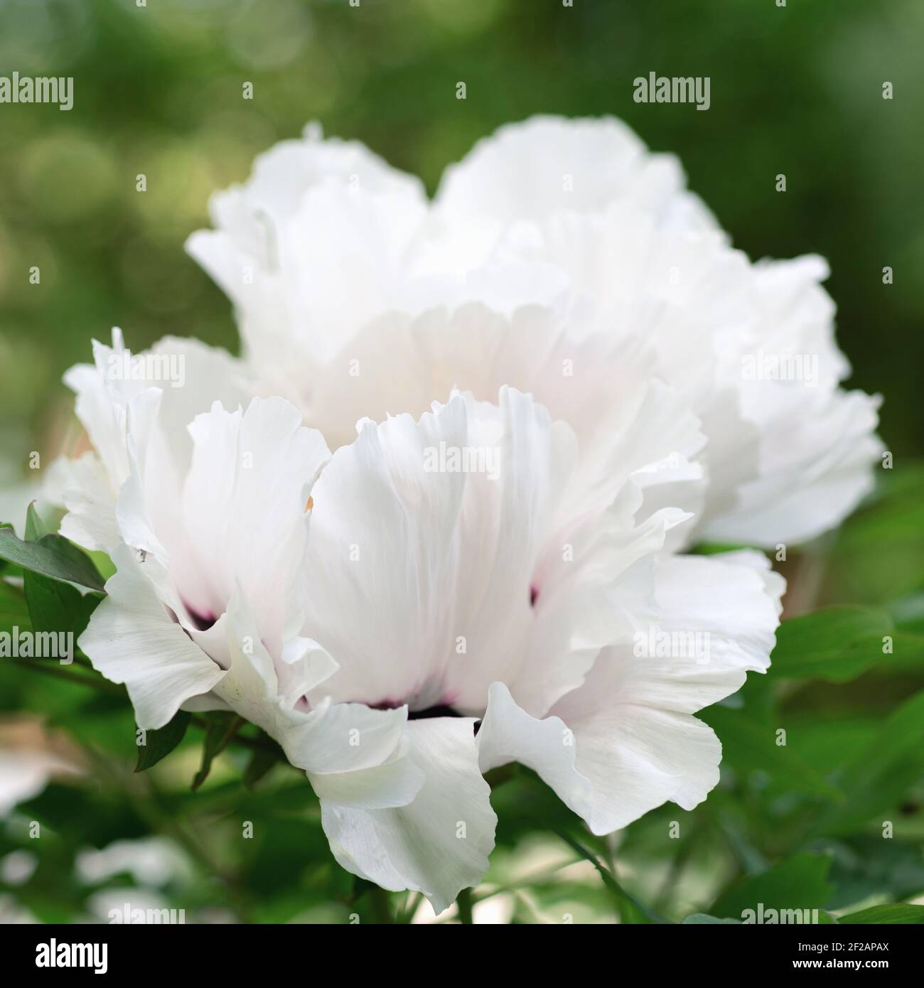 White peony flower Paeonia suffruticosa closeup blooms in the garden ...