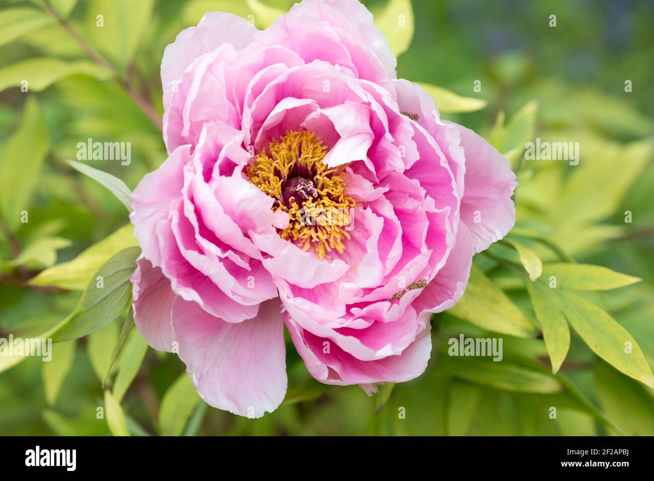 Pink Peony Flower Paeonia suffruticosa Close up Stock Photo - Alamy