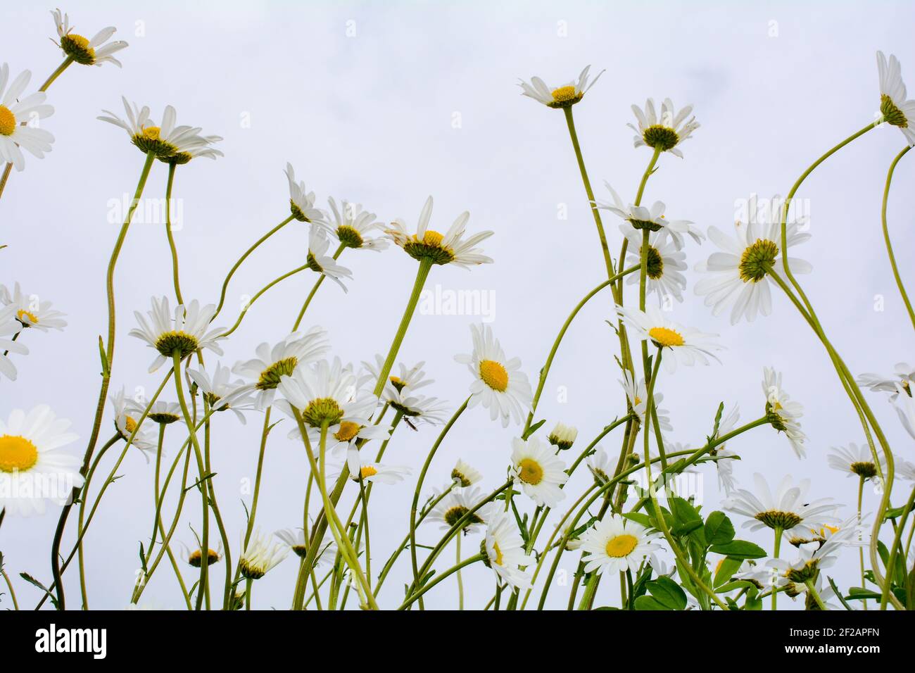 Many tall daisies and light sky Stock Photo - Alamy