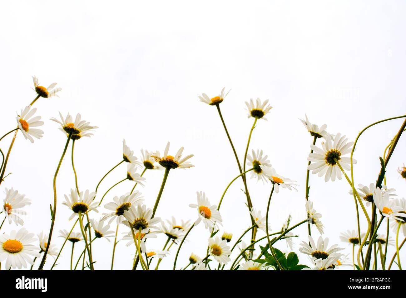 Tall yellow daisies hi-res stock photography and images - Alamy