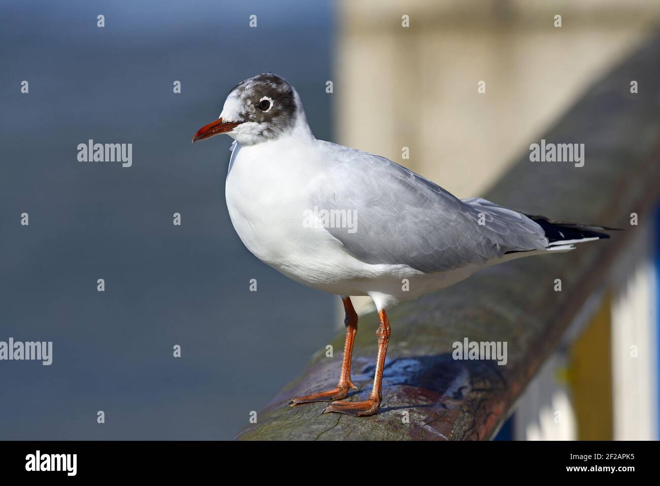 Changing plumage hi-res stock photography and images - Alamy