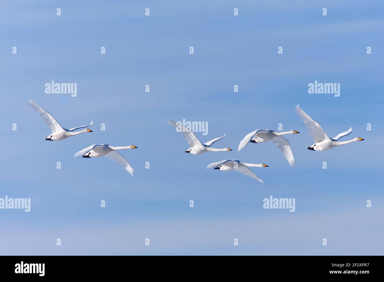 A group, flock of whooper swan in the sky. Yellow beak on the Eurasian ...