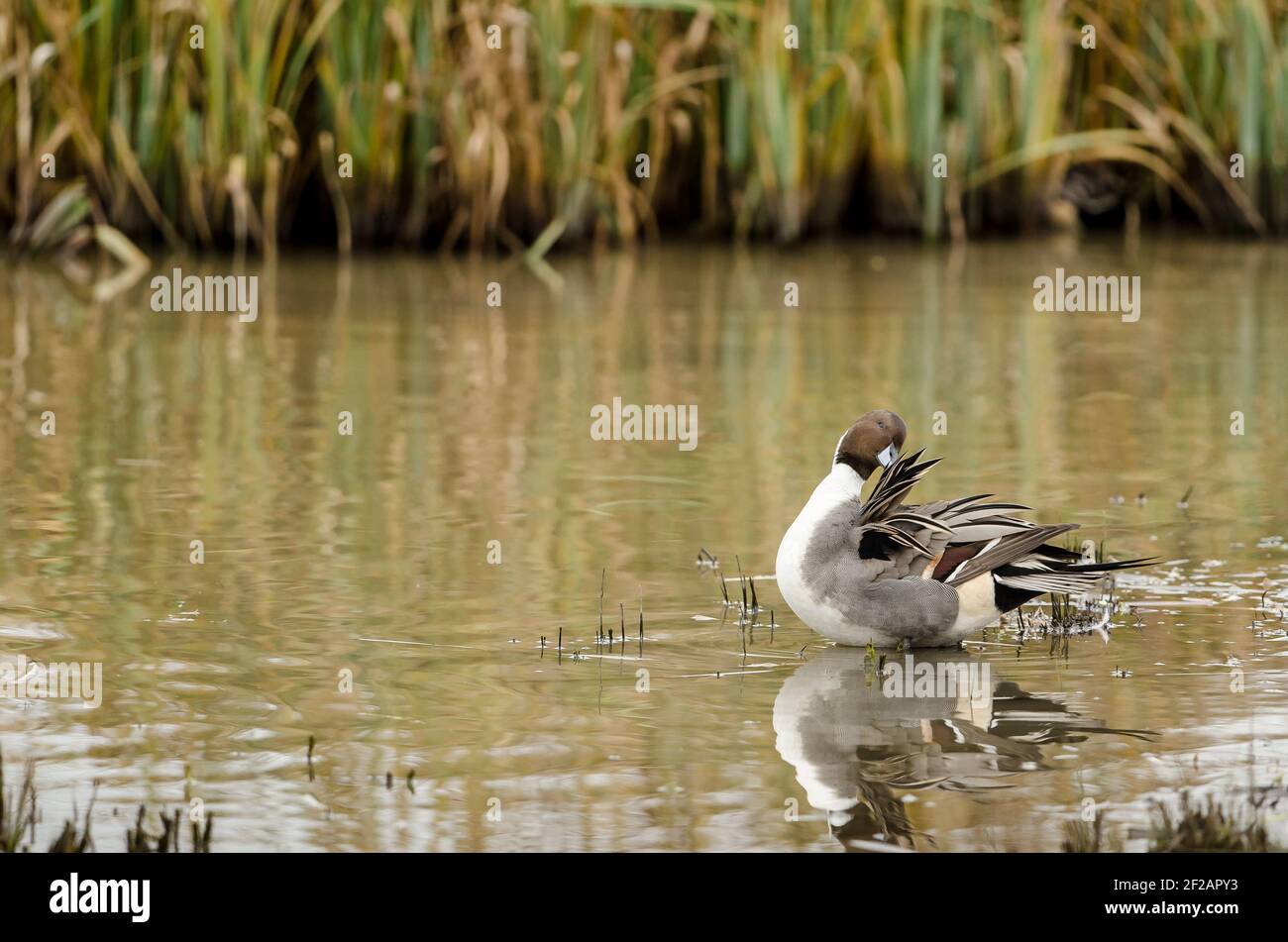 Pintail male preening hi-res stock photography and images - Alamy