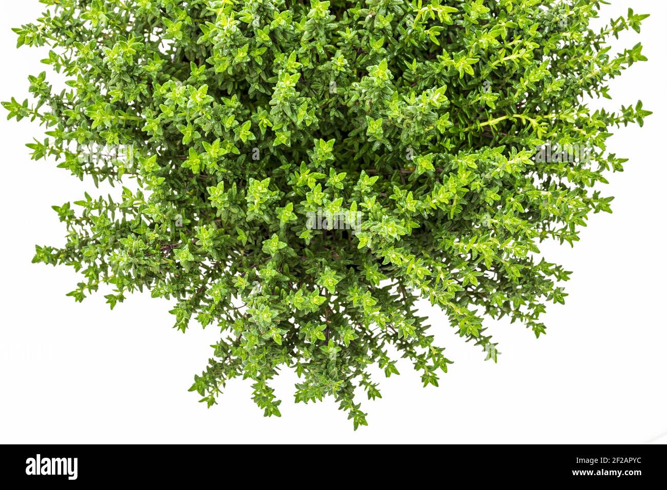 Fresh and raw thyme plant (Thymus vulgaris). Flower pot isolated on ...