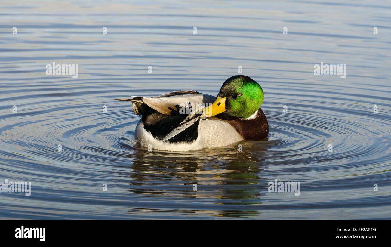 Male mallard preening hi-res stock photography and images - Alamy