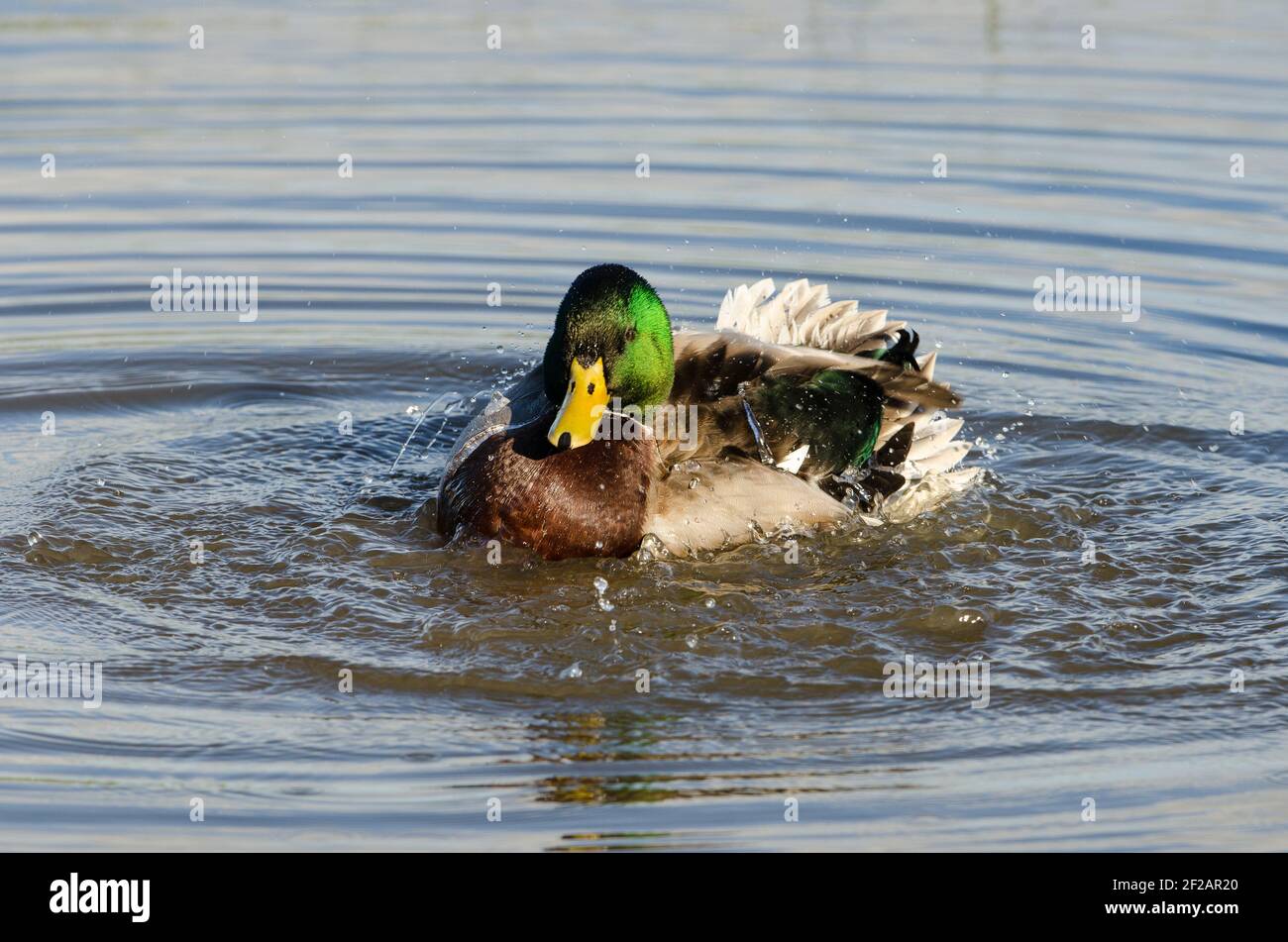 Male mallard preening hi-res stock photography and images - Alamy