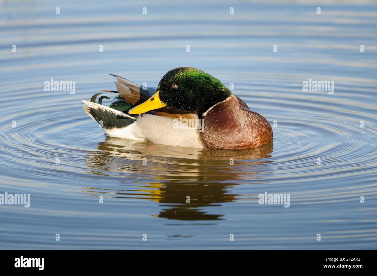 Male mallard preening hi-res stock photography and images - Alamy