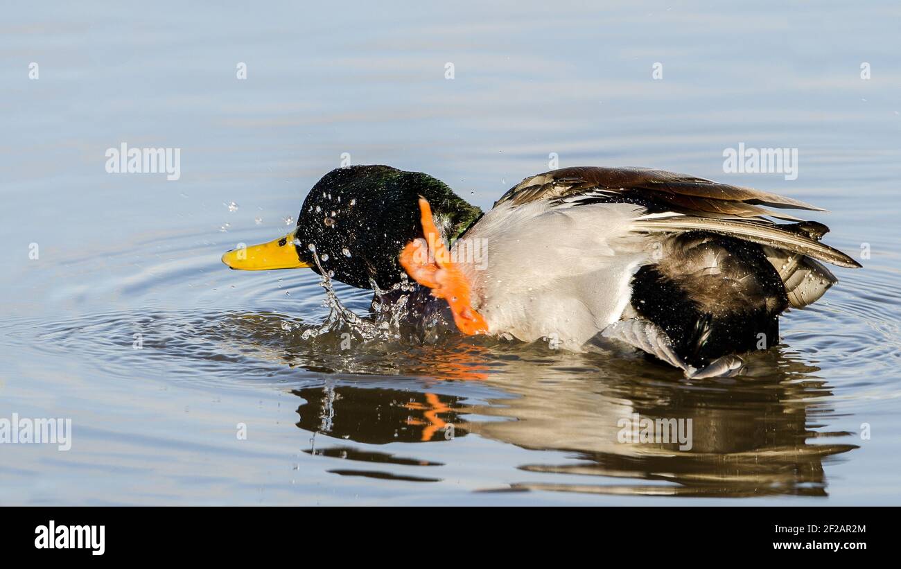 Male Mallard preening in water Stock Photo - Alamy