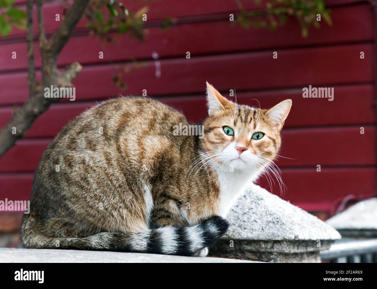 Slant eyes hi-res stock photography and images - Alamy