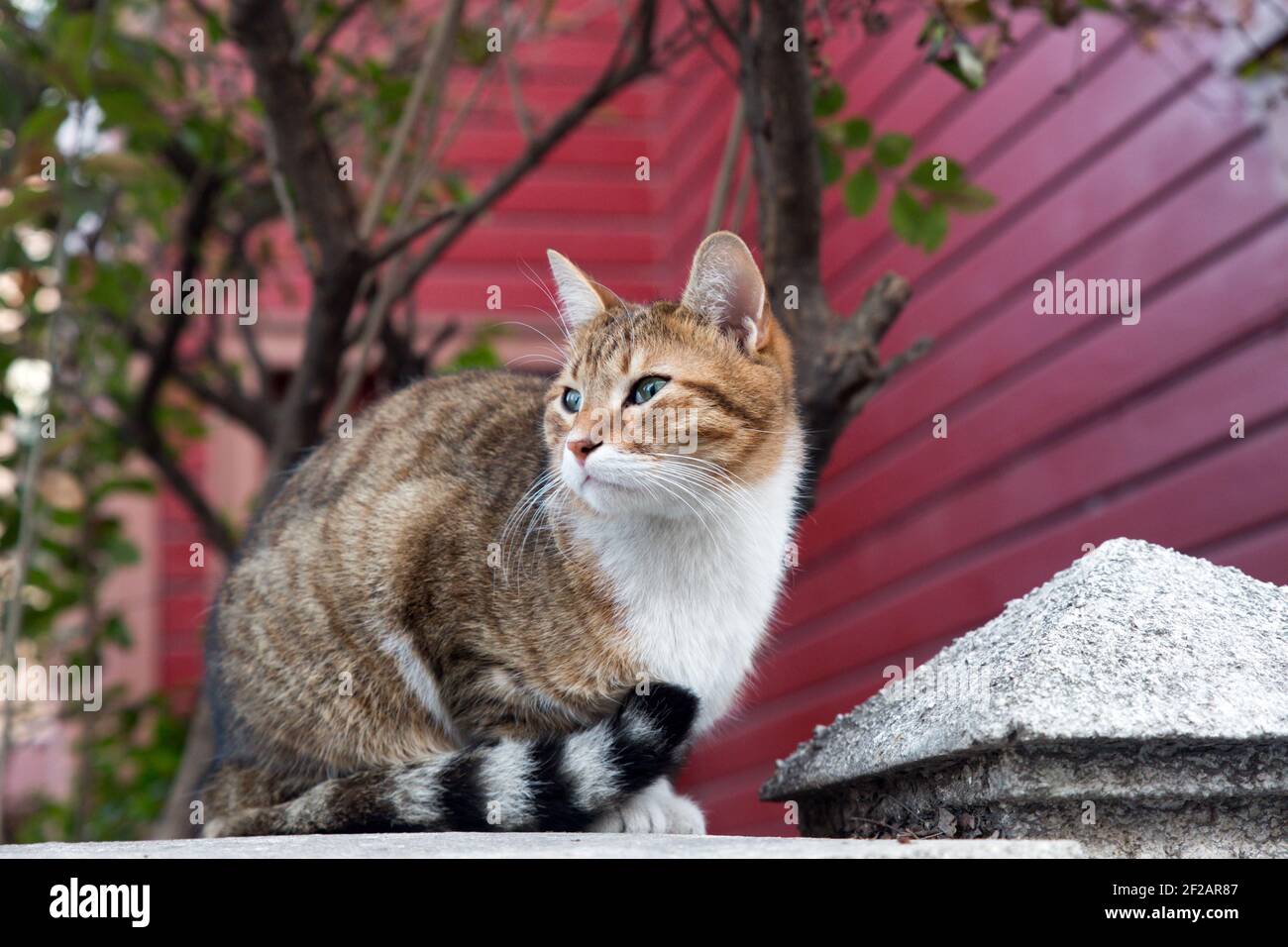 Slant eyes hi-res stock photography and images - Alamy