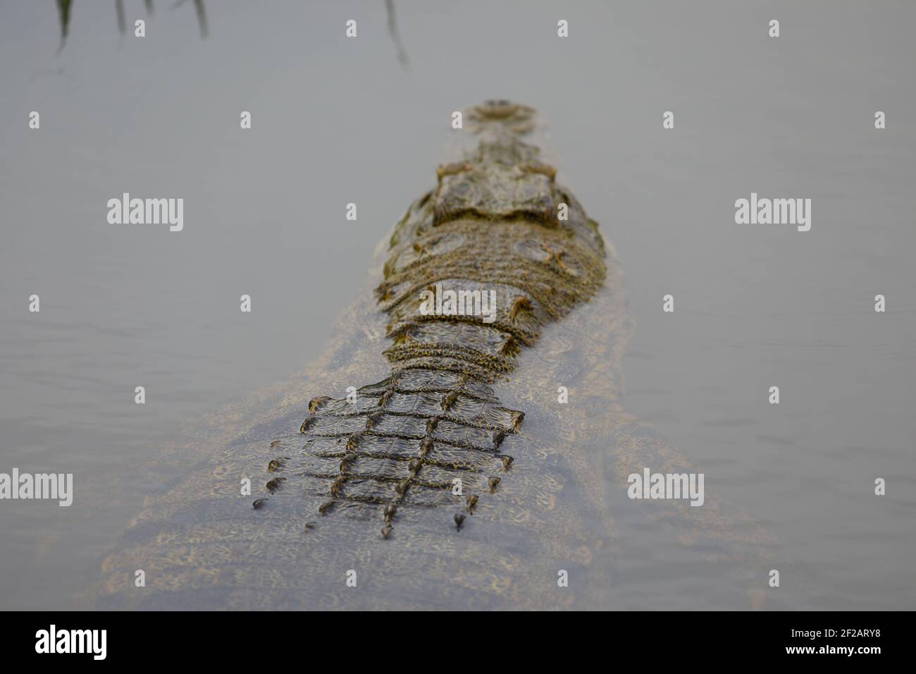 A closeup of the back of an alligator on the water surface Stock Photo ...