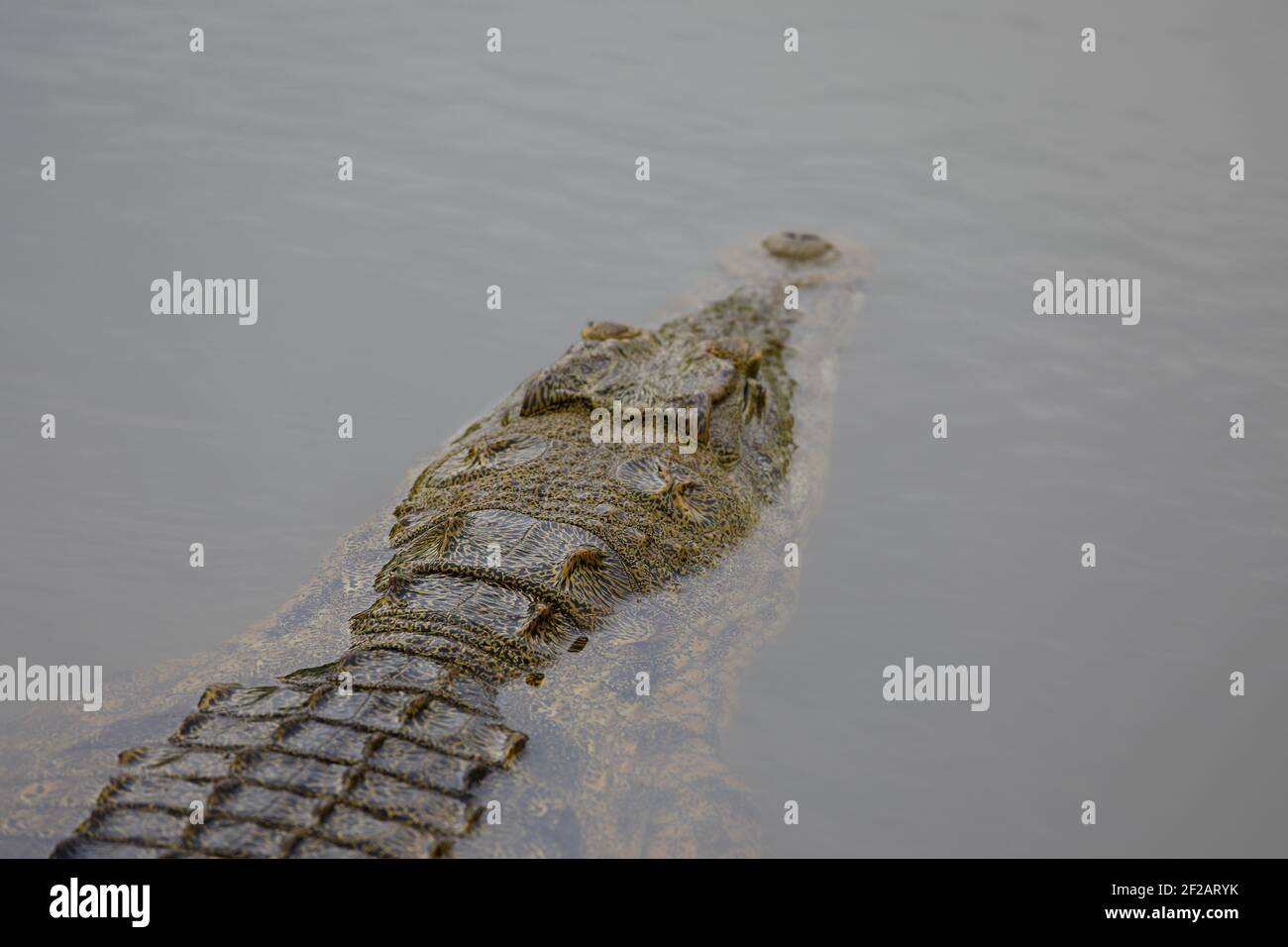 A closeup of the back of an alligator on the water surface Stock Photo ...