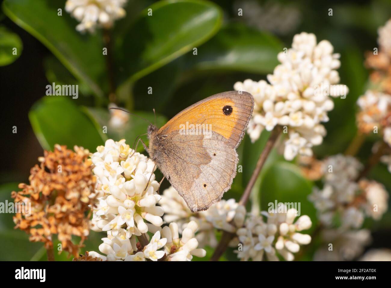 Butterfly landing on flower hi-res stock photography and images - Alamy