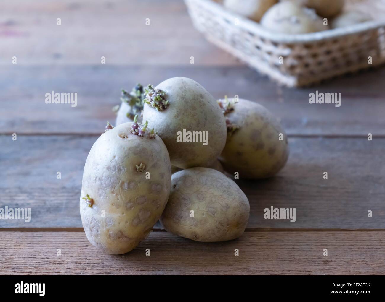 Sprouted potato tuber hi-res stock photography and images - Alamy
