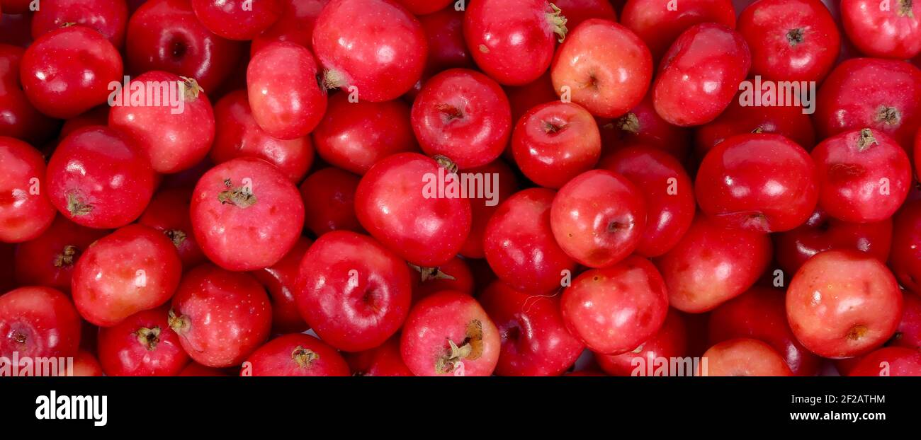 Still-life with fresh small red apples Stock Photo - Alamy