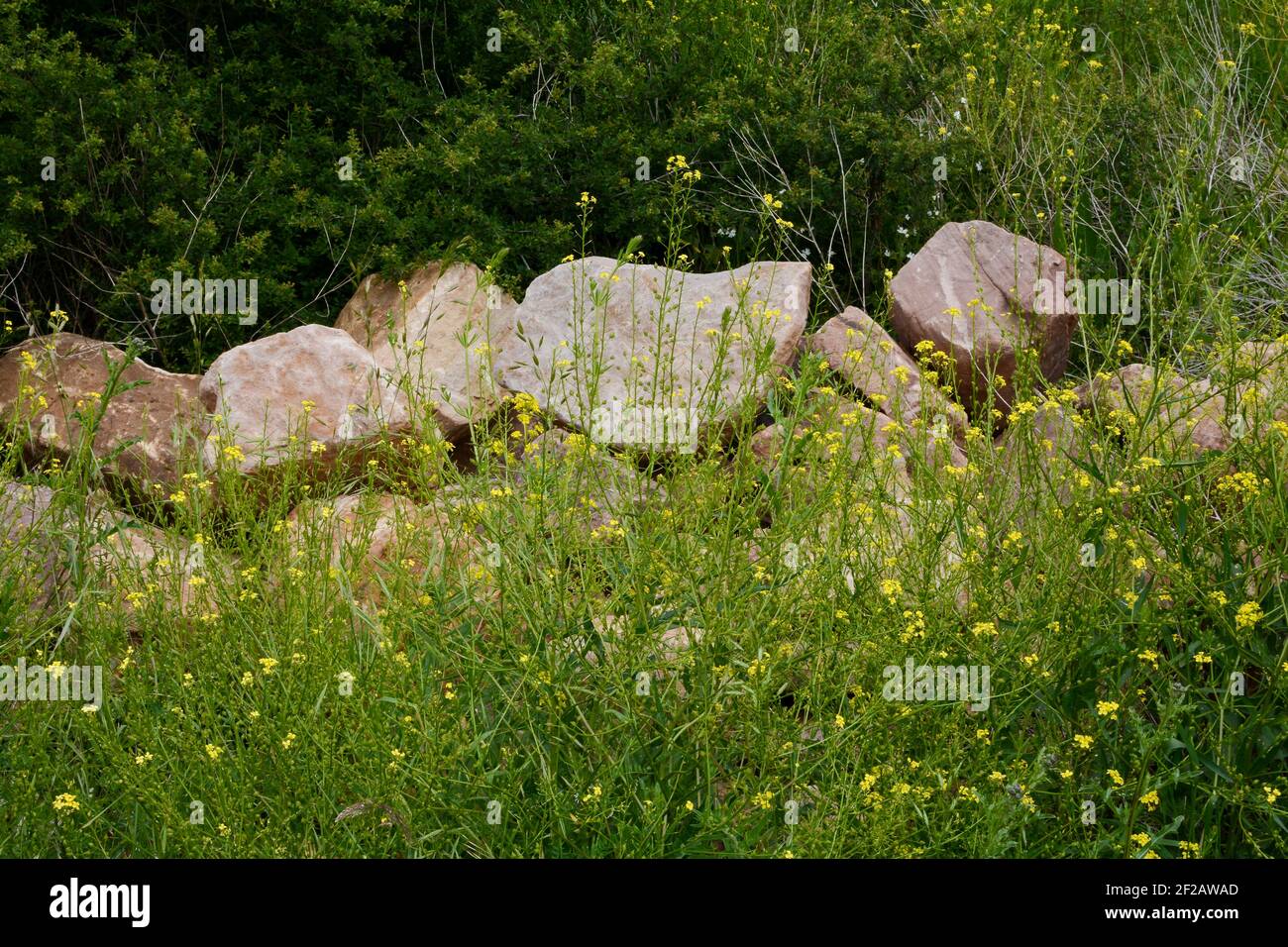 Overgrown bushes trees plants hi-res stock photography and images - Alamy
