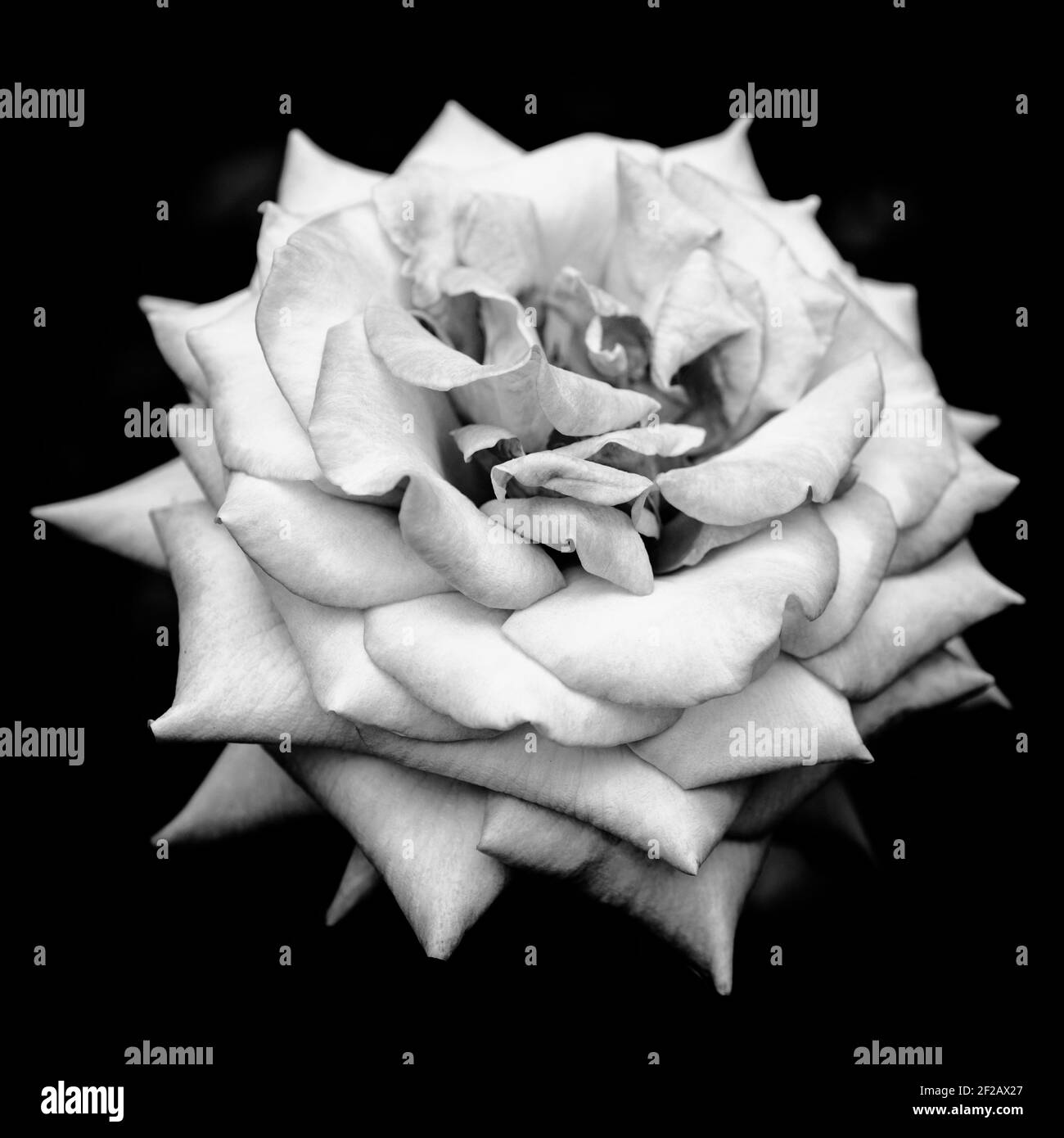 Garden rose variety Black and White Stock Photos & Images - Alamy