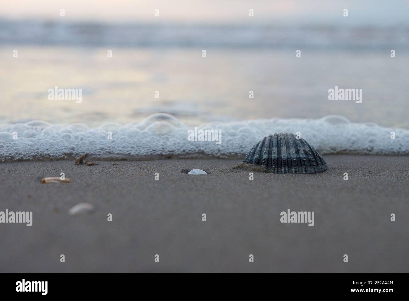 Seashell (Cockles) on the beach, Foamy Wave, waves on the beach ...