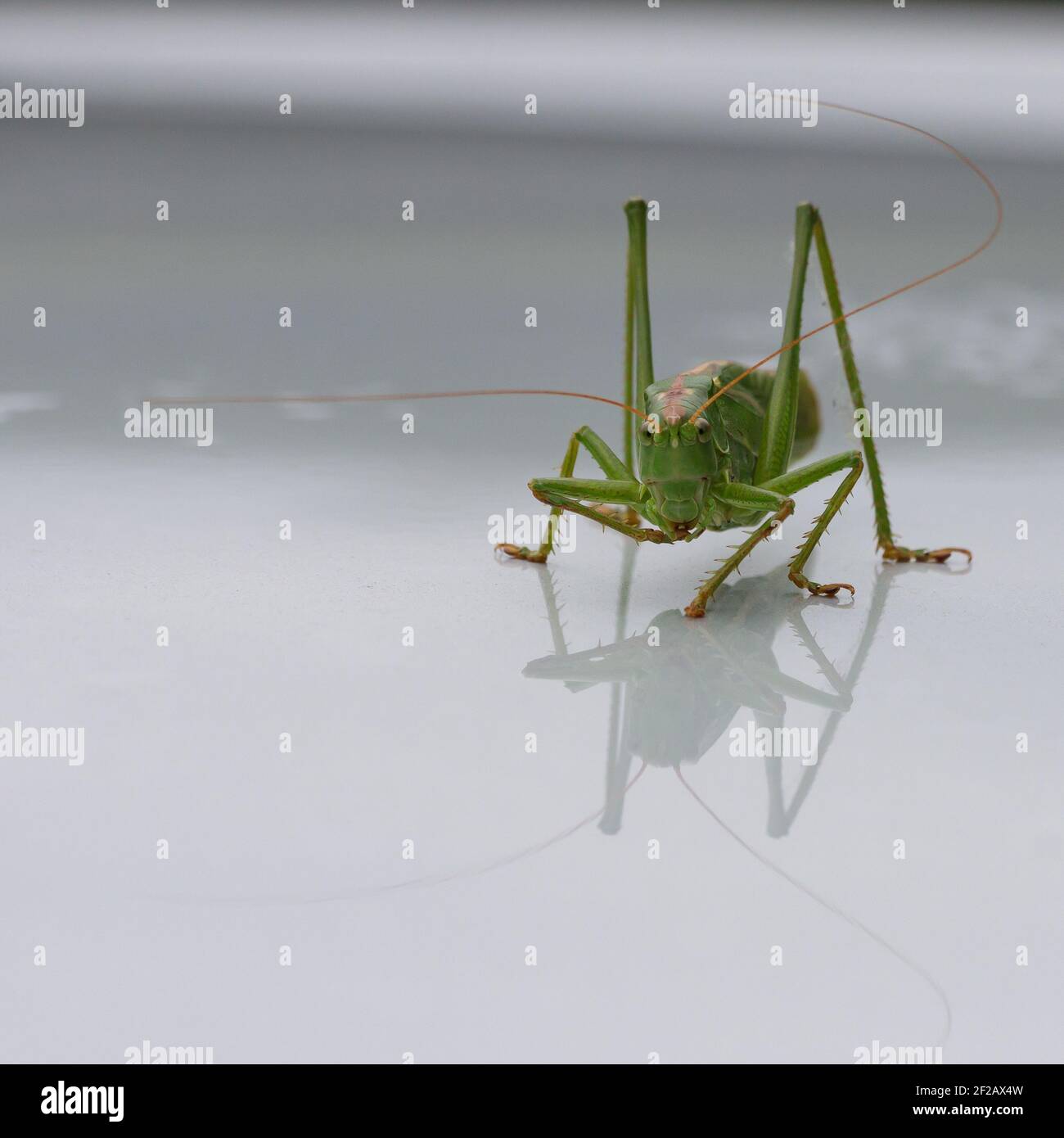 Green giant Grasshopper on silver reflective surface on a windy day ...