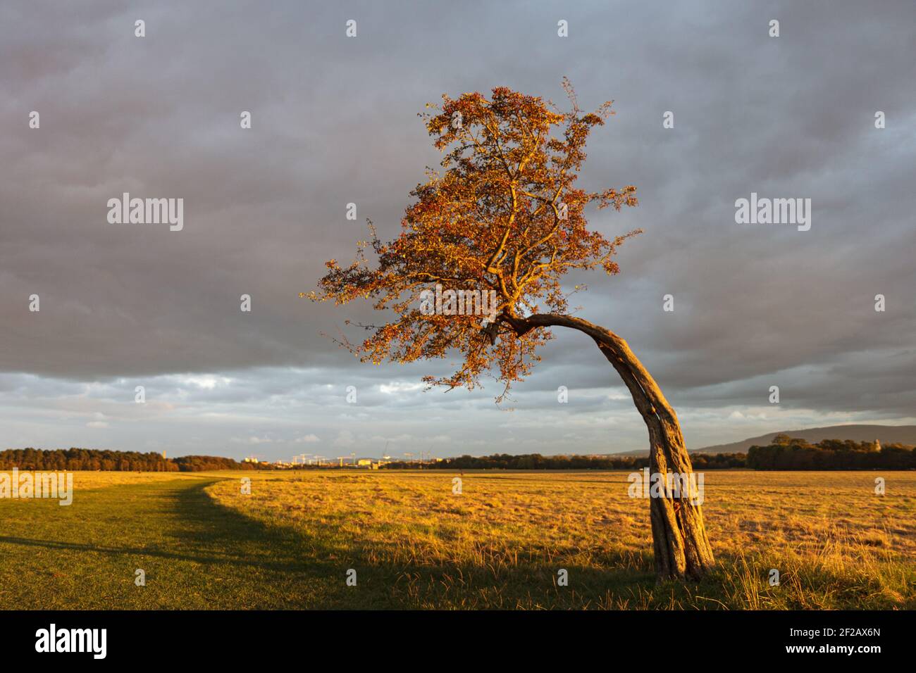 Tree park sunset trunk hi-res stock photography and images - Alamy