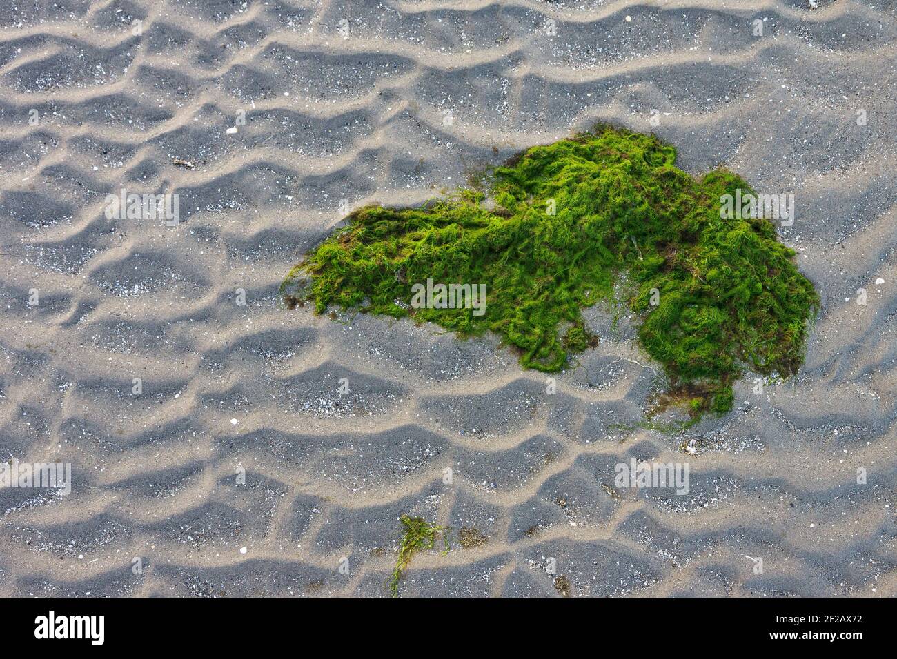 Beach texture, low tide beach, sand structure and seaweed, beach at low ...