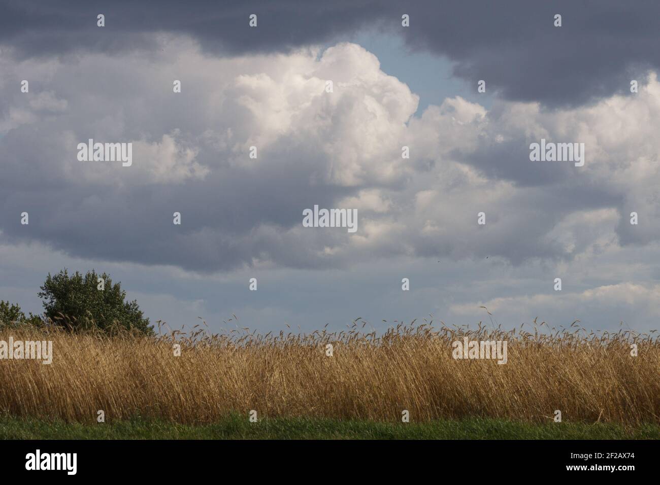 Field of Rye, cumulus cluds on the sky Stock Photo - Alamy