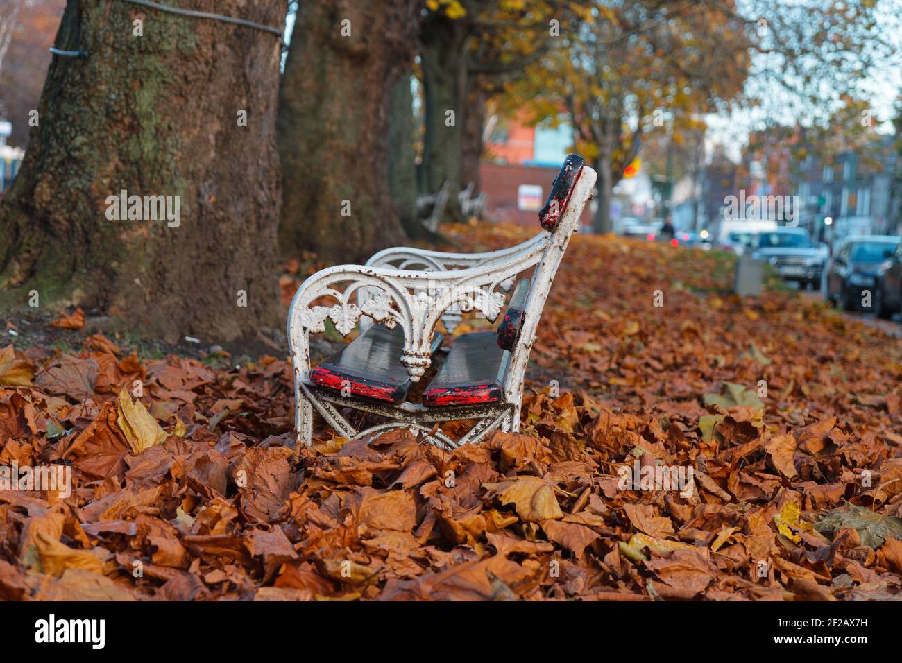 Bench leaves hi-res stock photography and images - Alamy