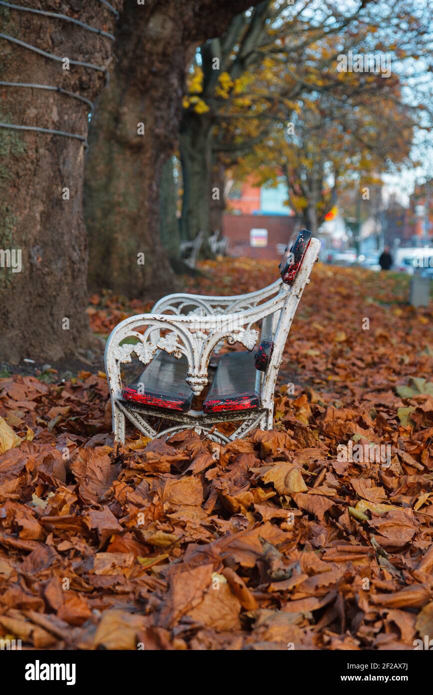 Bench leaves hi-res stock photography and images - Alamy